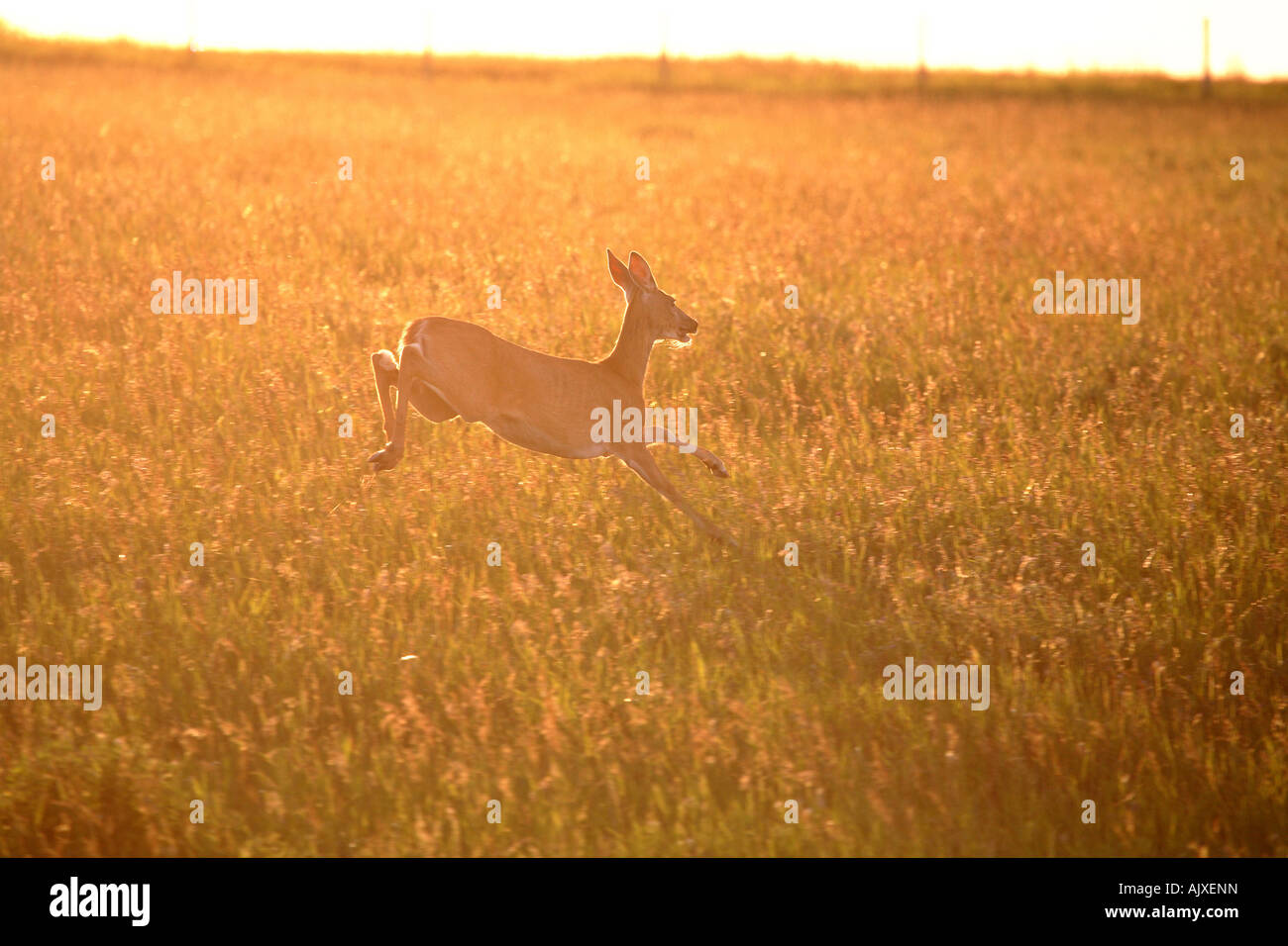 White tailed deer running through hi-res stock photography and images ...
