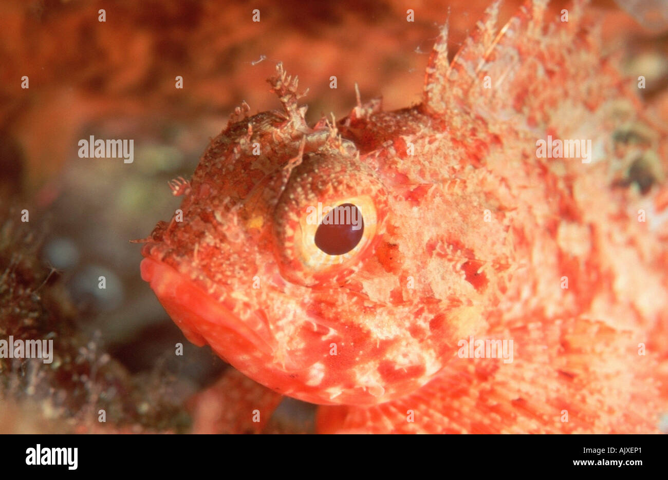 Loppei hi-res stock photography and images - Alamy