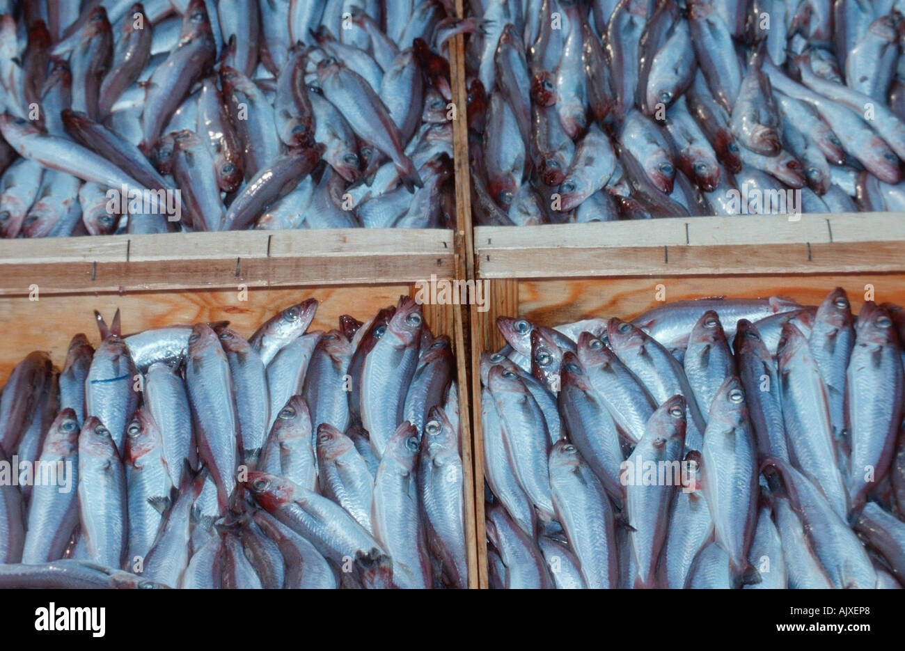 Codling / Atlantic Cod Stock Photo - Alamy