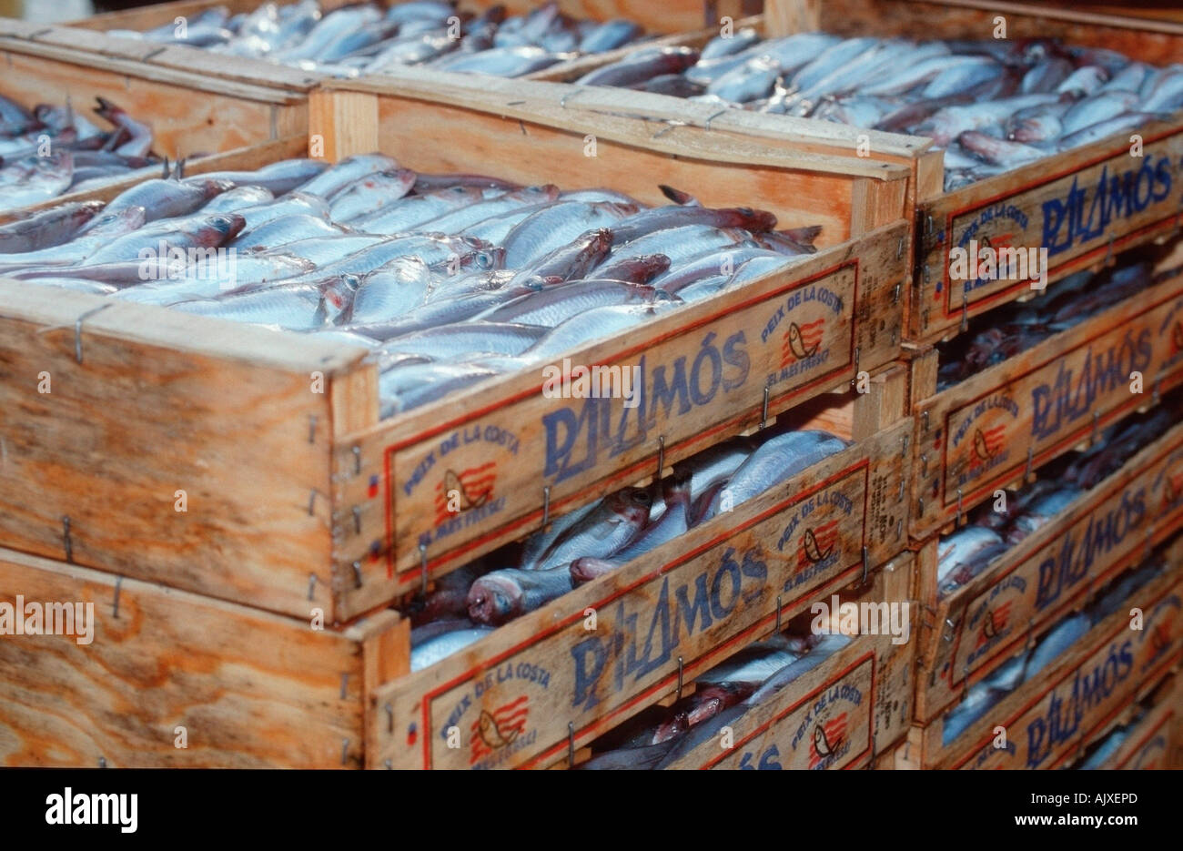 Cod atlantic cod codling gadus hi-res stock photography and images - Alamy