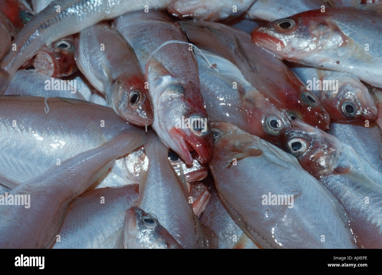 Codling / Atlantic Cod Stock Photo - Alamy