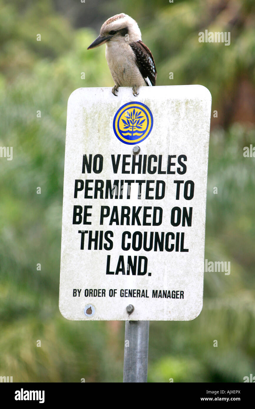 A Kookaburra sits on a No Parking sign in Sydney Australia Stock Photo ...