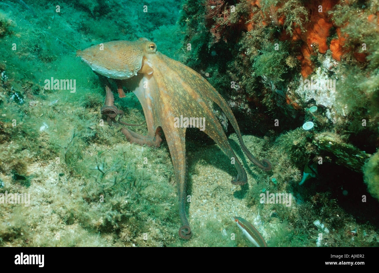 Common European Octopus Stock Photo - Alamy