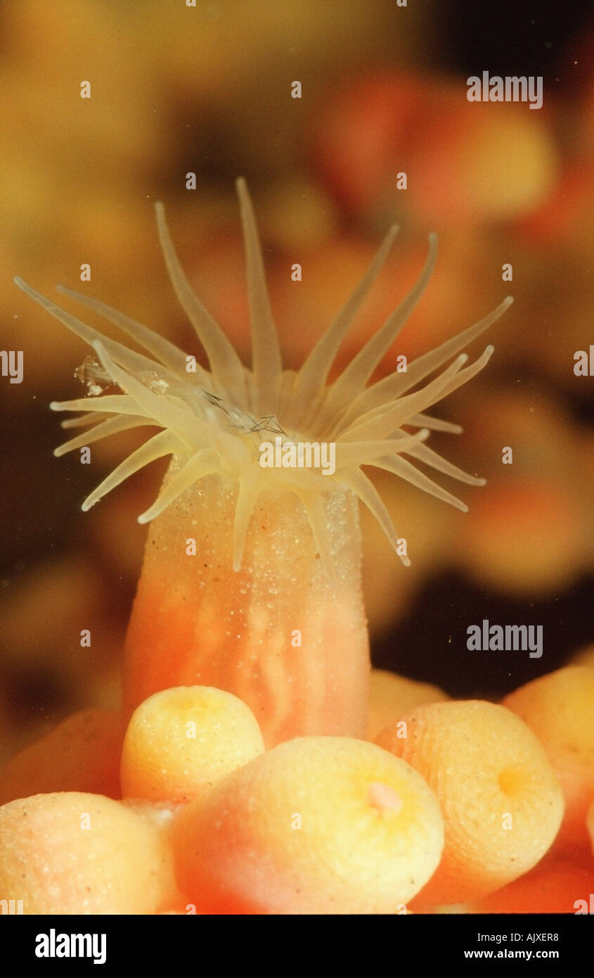 Yellow Tree Coral Stock Photo - Alamy