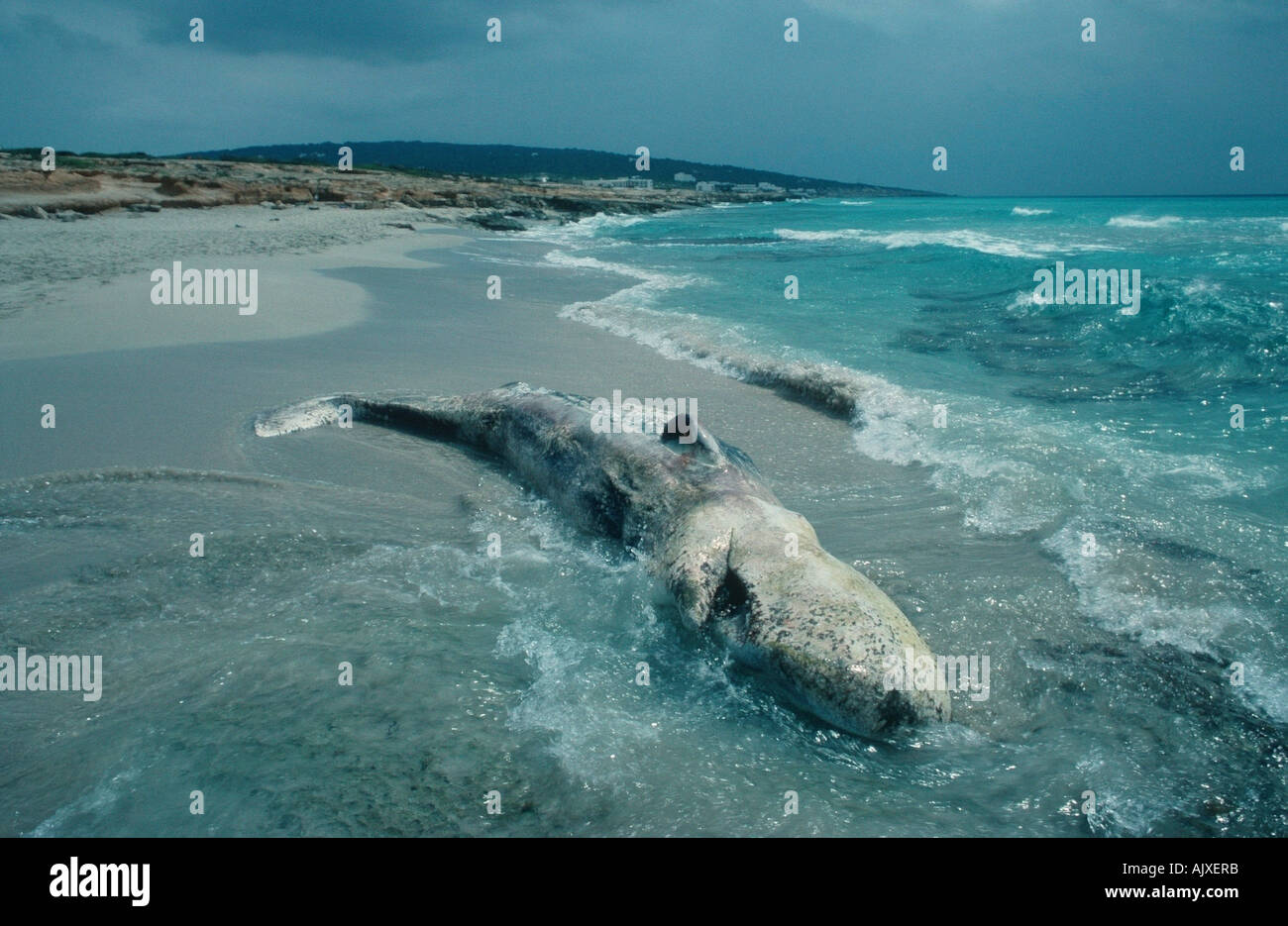 Sperm whales physeter catodon hi-res stock photography and images - Alamy