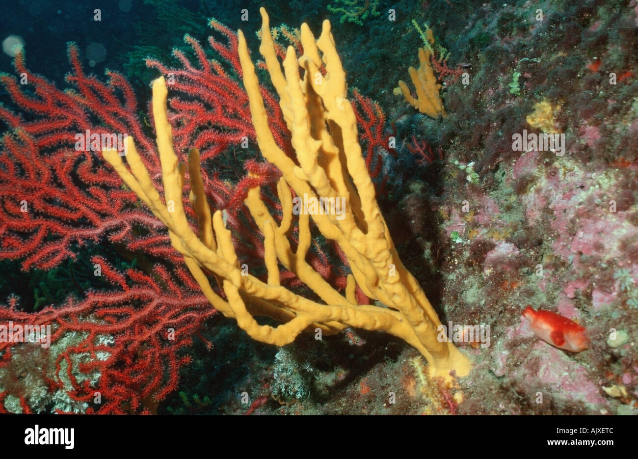 Sponge axinella polypoides hi-res stock photography and images - Alamy