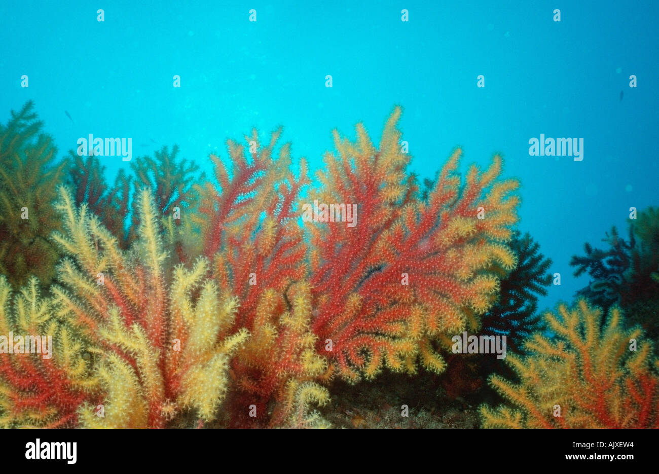 Variable Sea Fan High Resolution Stock Photography and Images - Alamy