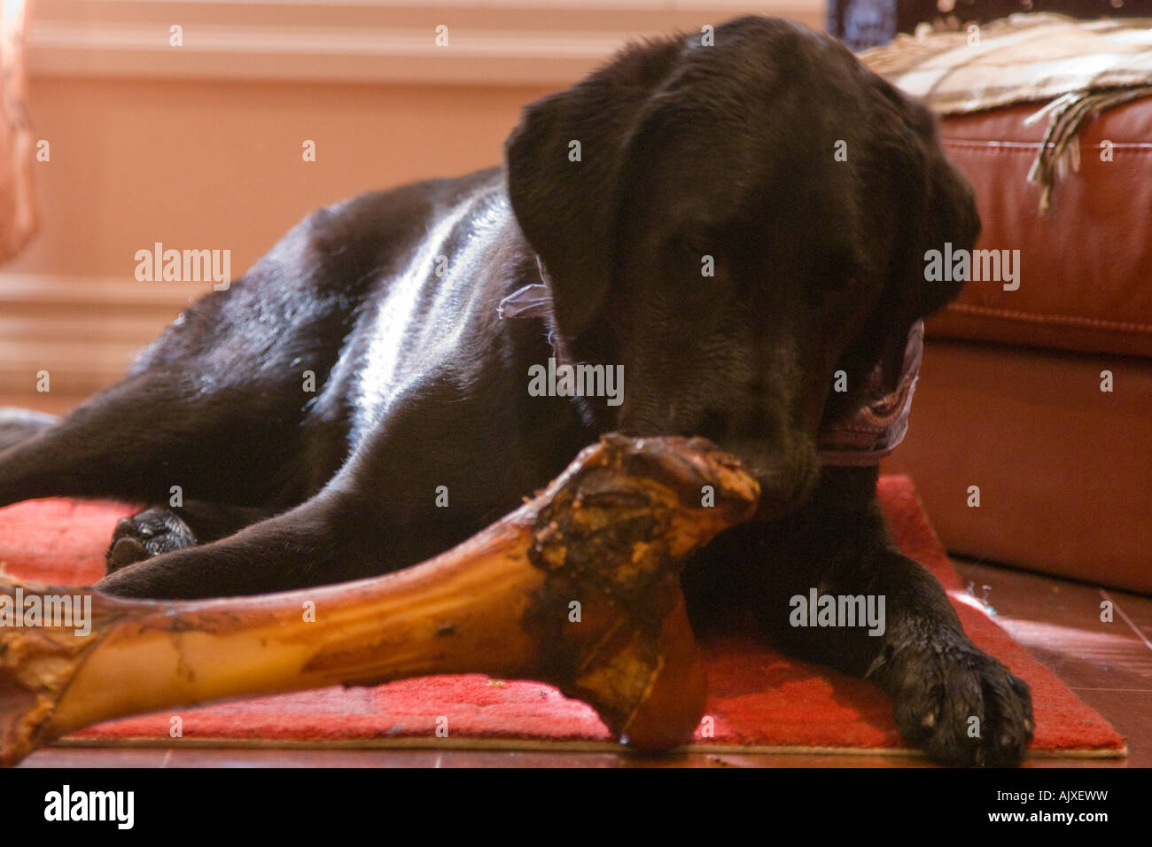 Large dog bone hi-res stock photography and images - Alamy