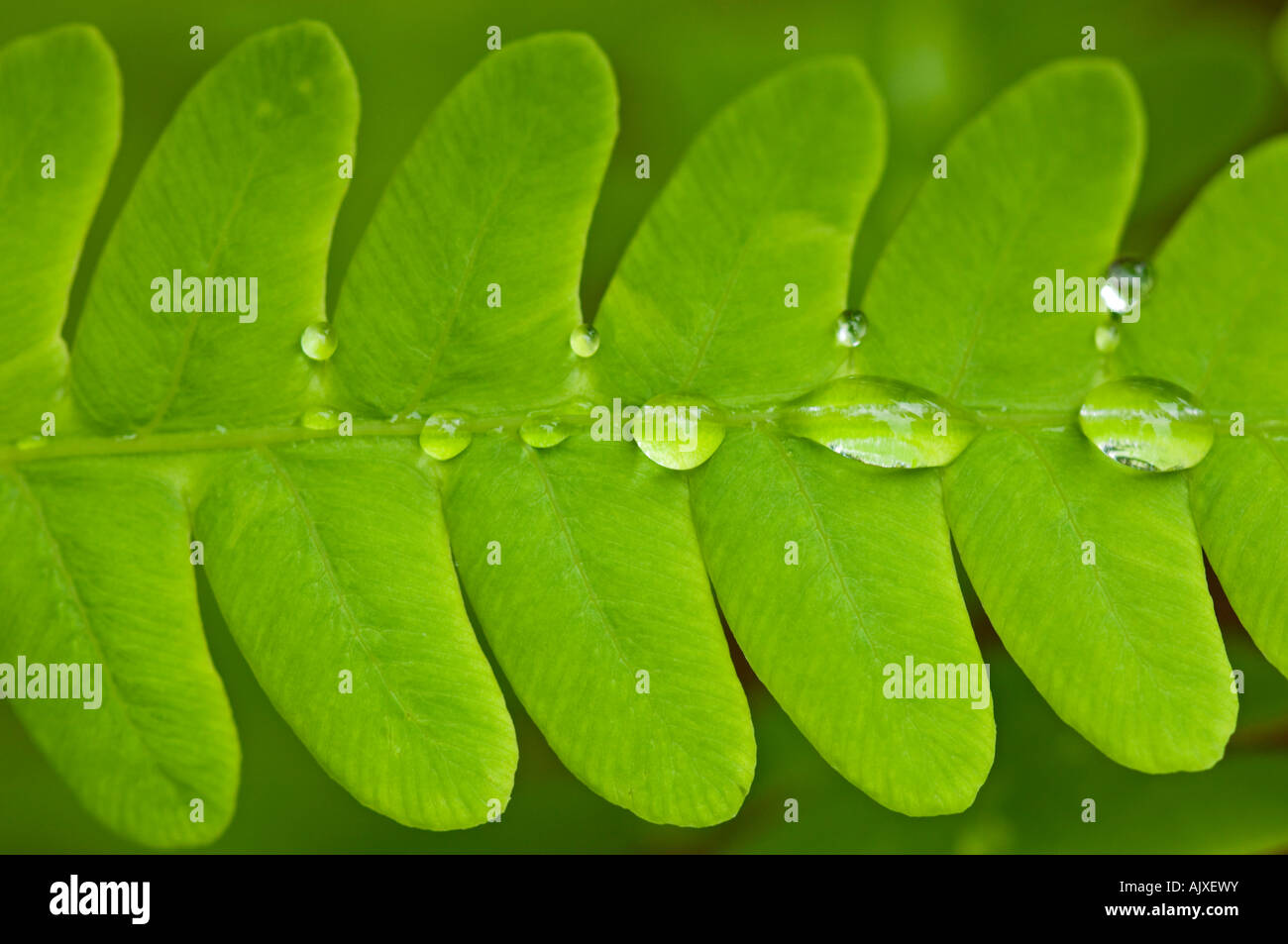 Interrupted fern (Osmunda claytoniana) Frond with raindrops Ontario ...