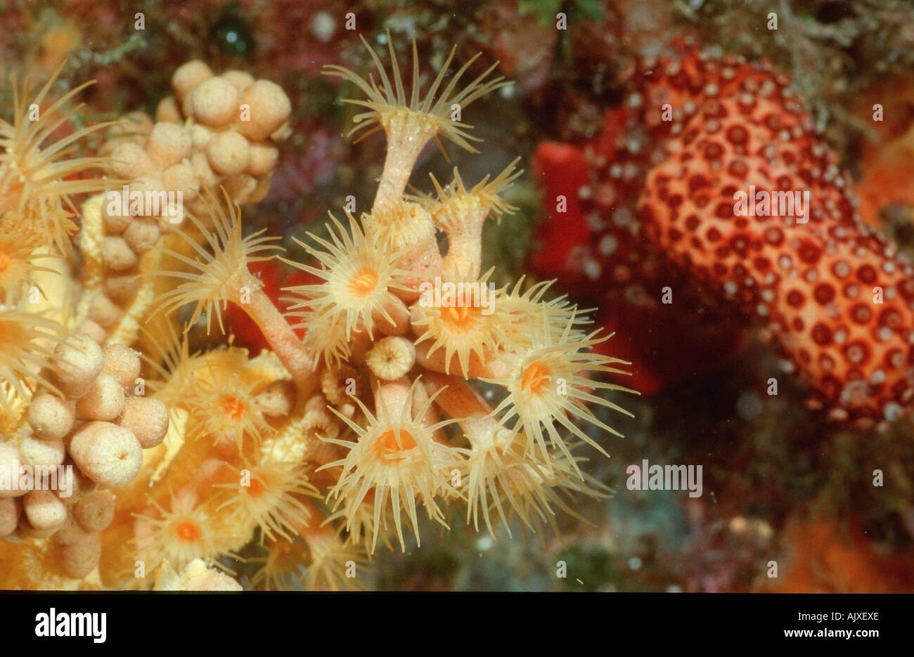 Yellow Tree Coral Stock Photo - Alamy