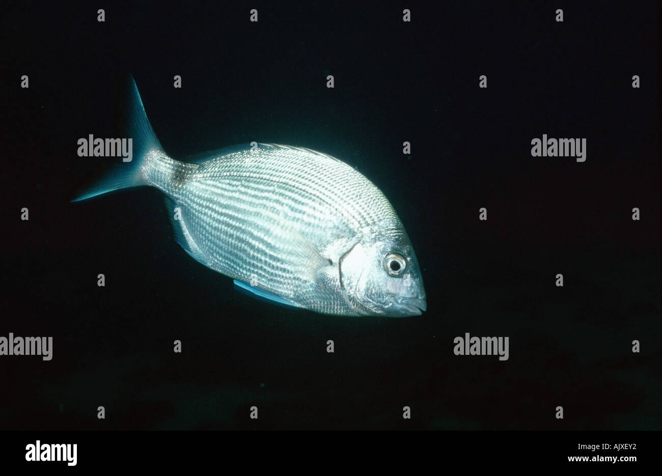 White Bream / White Seabream Stock Photo - Alamy