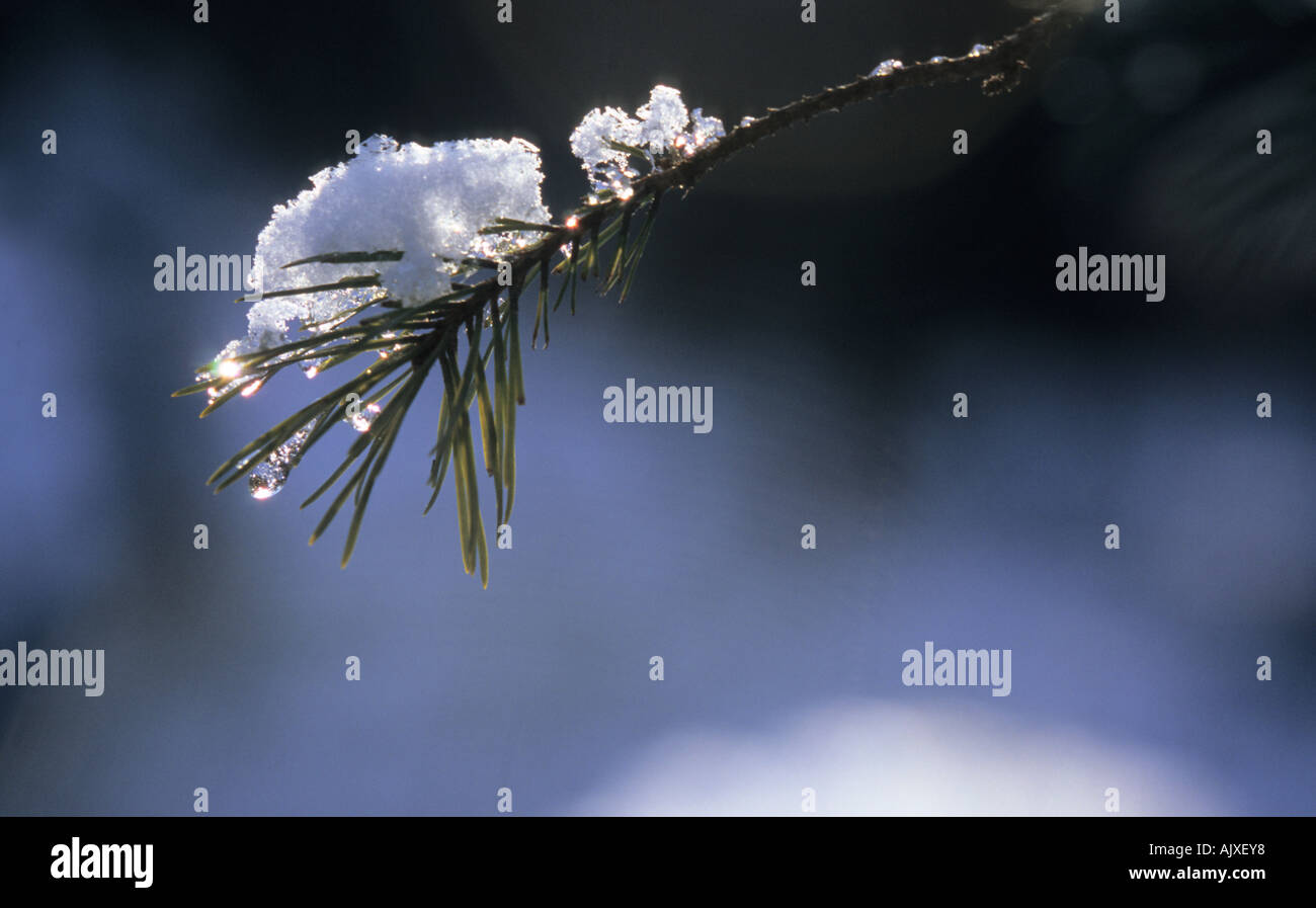 Juniper trees covered in snow hi-res stock photography and images - Alamy