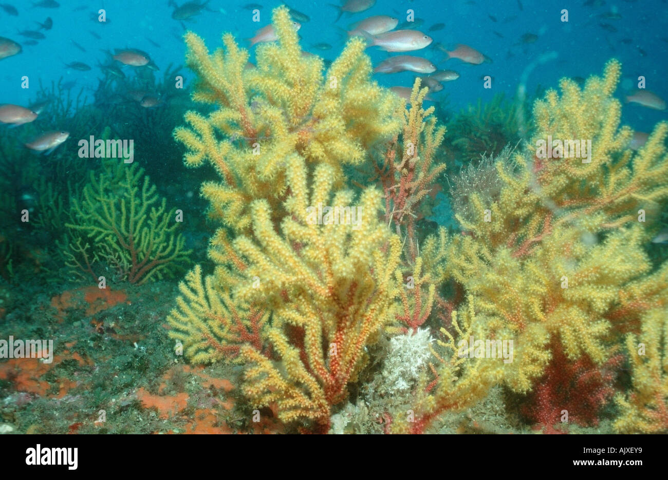 Variable sea fan hi-res stock photography and images - Alamy