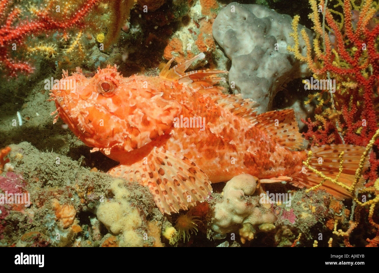 Large Scaled Scorpionfish Stock Photo - Alamy