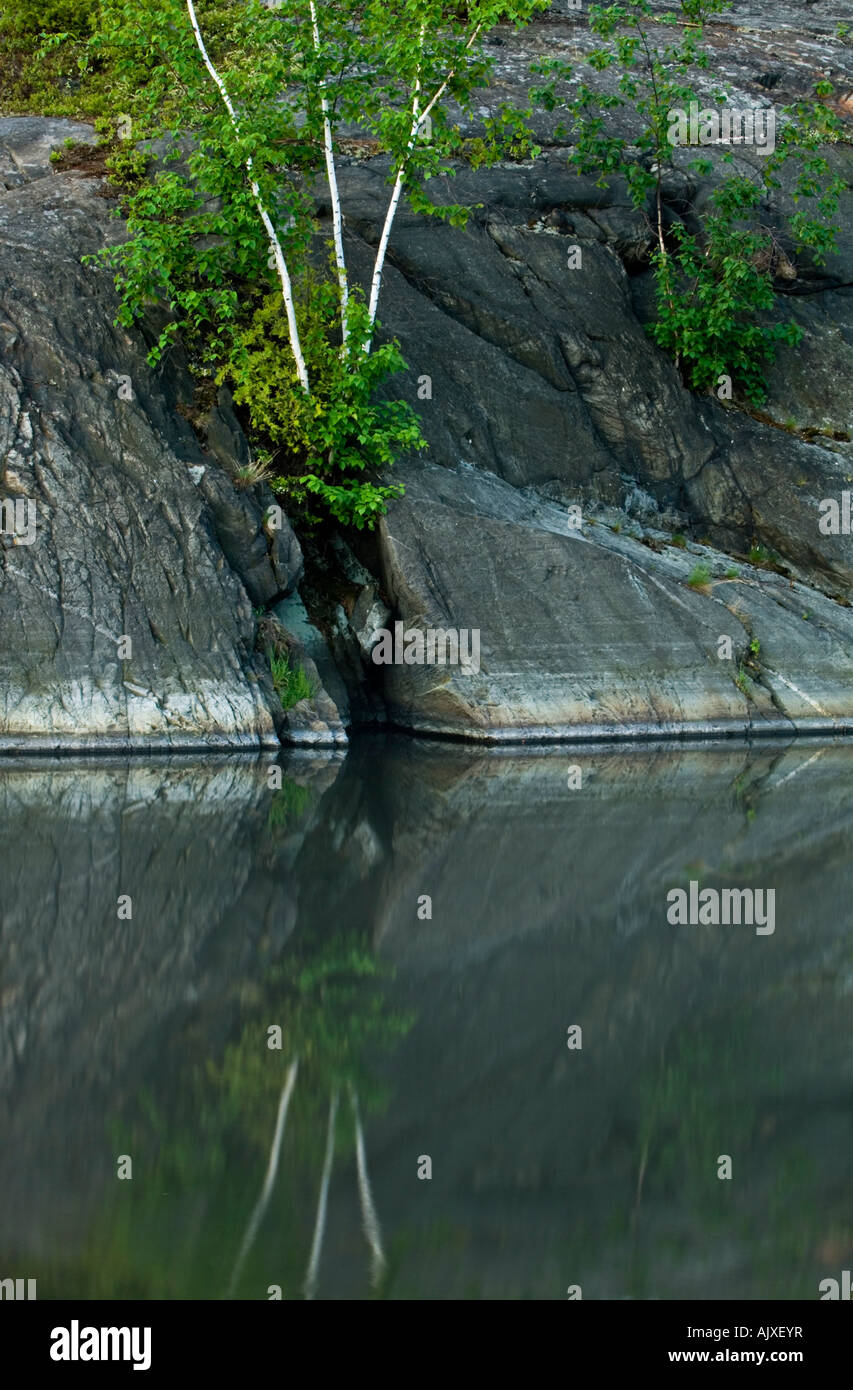 Birch trees and shoreline rocks reflected in quiet bay of Simon Lake ...