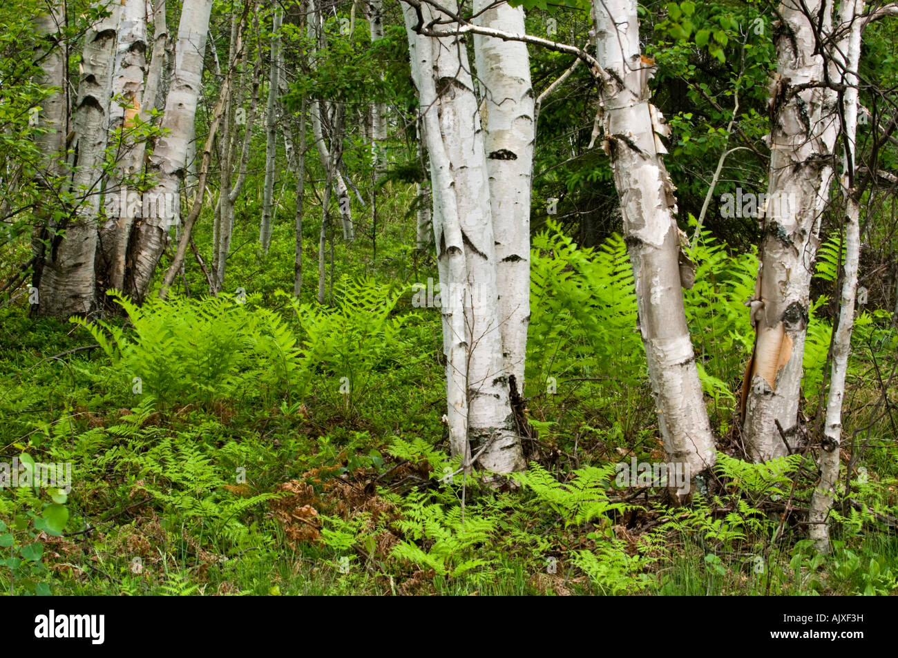 Multi-stem paper birch trees and clumps of interrupted ferns in spring ...
