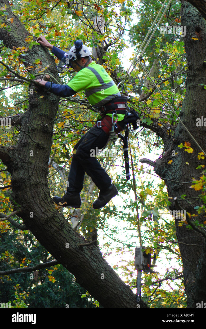 Tree surgeon climbing a tree Stock Photo - Alamy