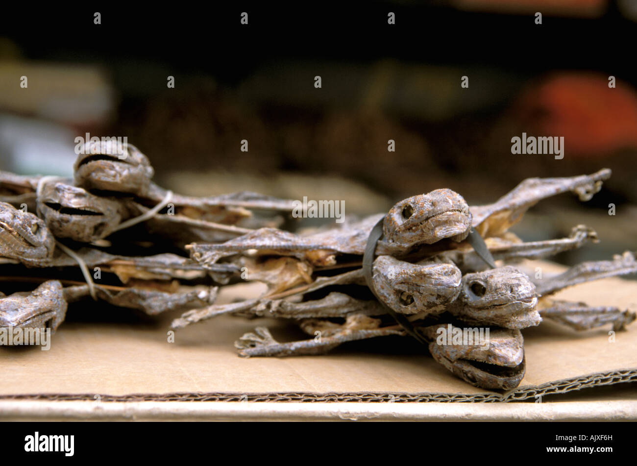 Dried lizard hi-res stock photography and images - Alamy