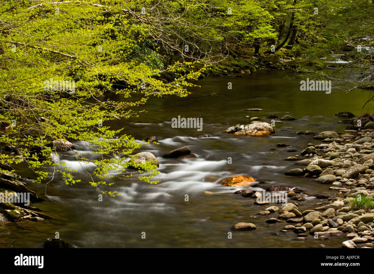 Emerging spring foliage overhanging Middle Prong of Little River, Great ...