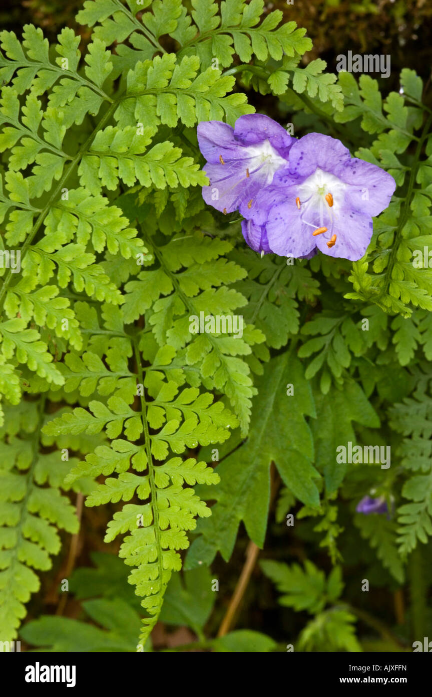 Purple ferns hi-res stock photography and images - Alamy