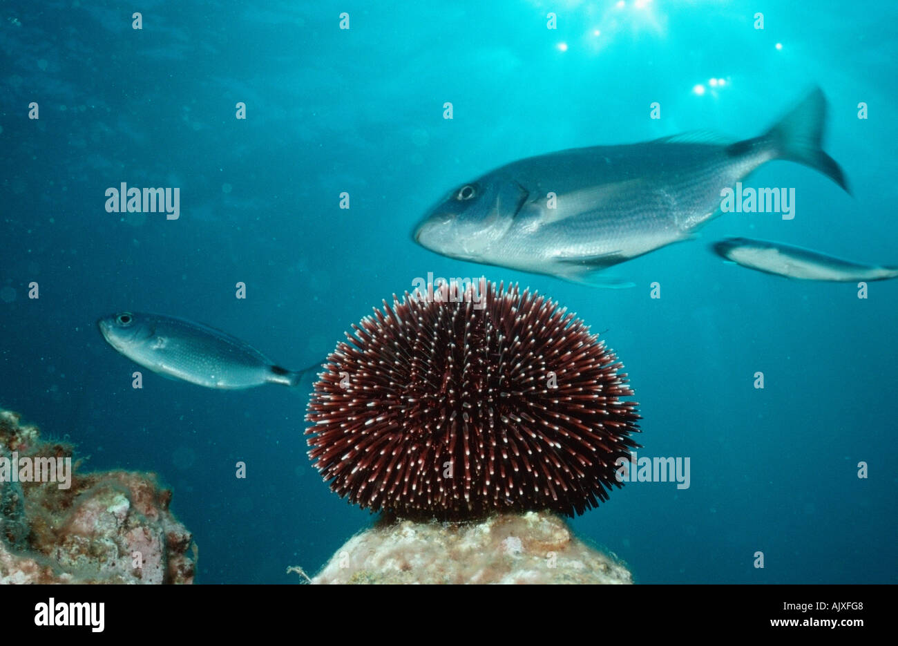 Violet sea urchin sphaerechinus granularis hi-res stock photography and ...