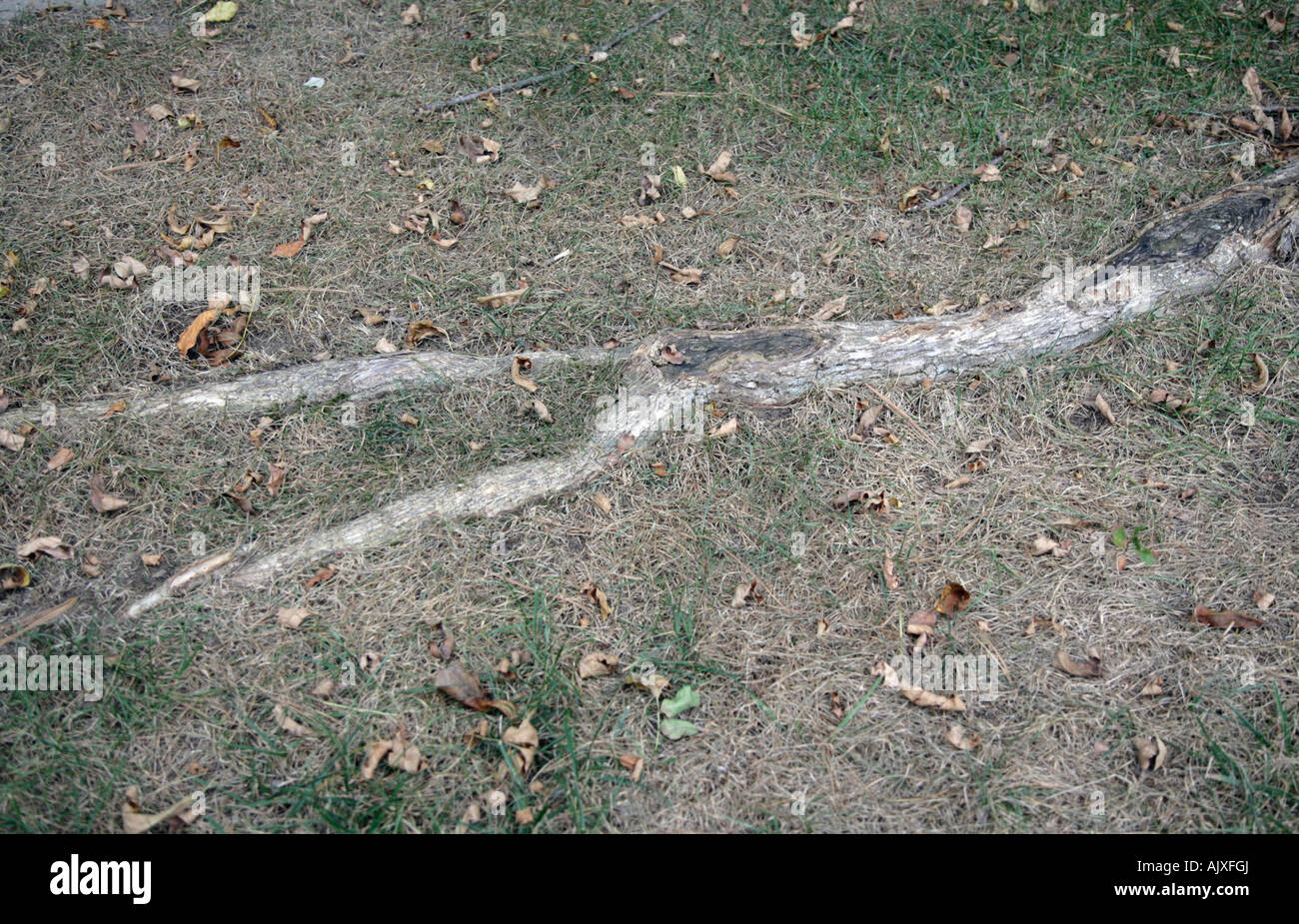 Exposed roots on the ground Stock Photo - Alamy