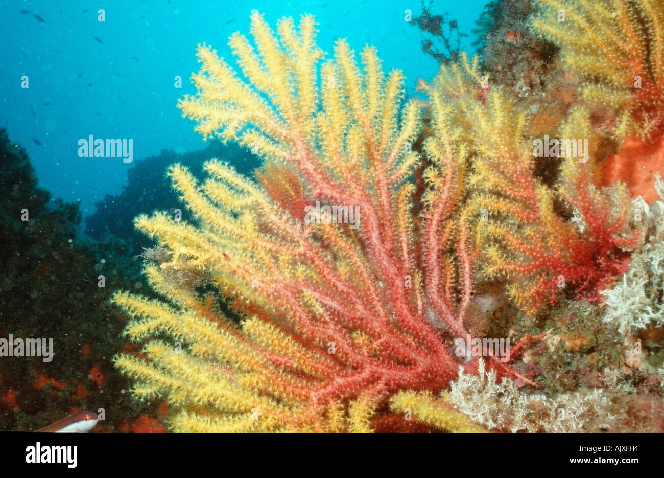 Variable sea fan hi-res stock photography and images - Alamy