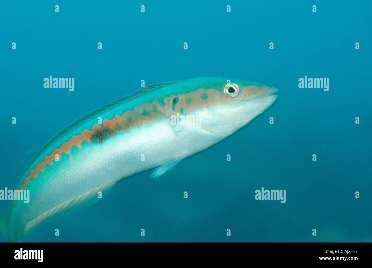 Mediterranean rainbow wrasse fish hi-res stock photography and images ...