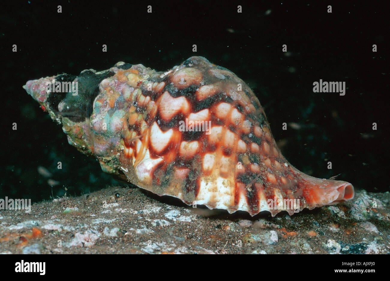 Atlantic triton hi-res stock photography and images - Alamy