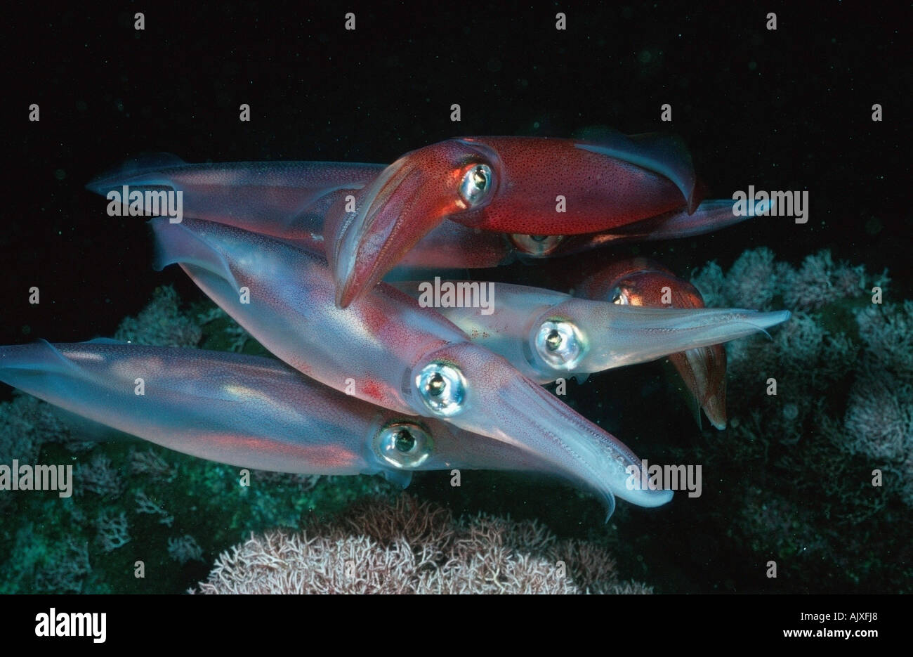 Common squid loligo vulgaris hi-res stock photography and images - Alamy
