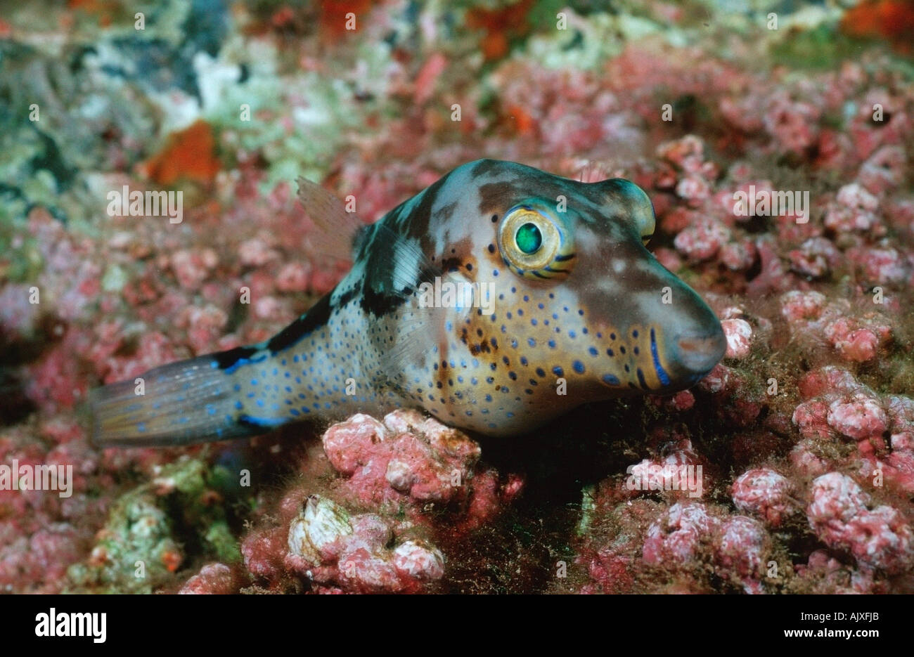 Atlantic sharpnose hi-res stock photography and images - Alamy