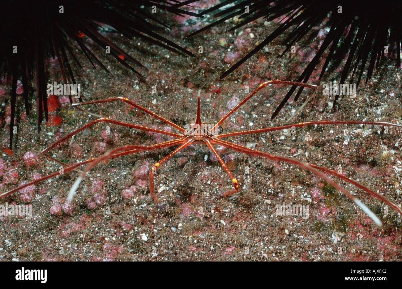 Arrow crab stenorhynchus lanceolatus hi-res stock photography and ...