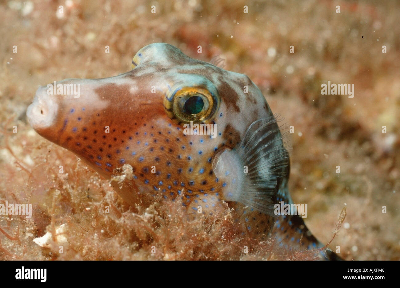 Atlantic sharpnose hi-res stock photography and images - Alamy
