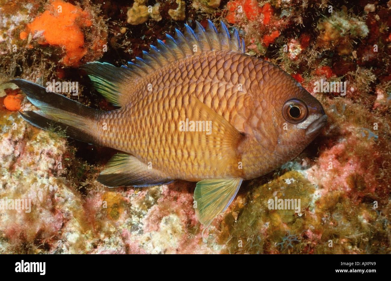 Atlantic damselfish hi-res stock photography and images - Alamy