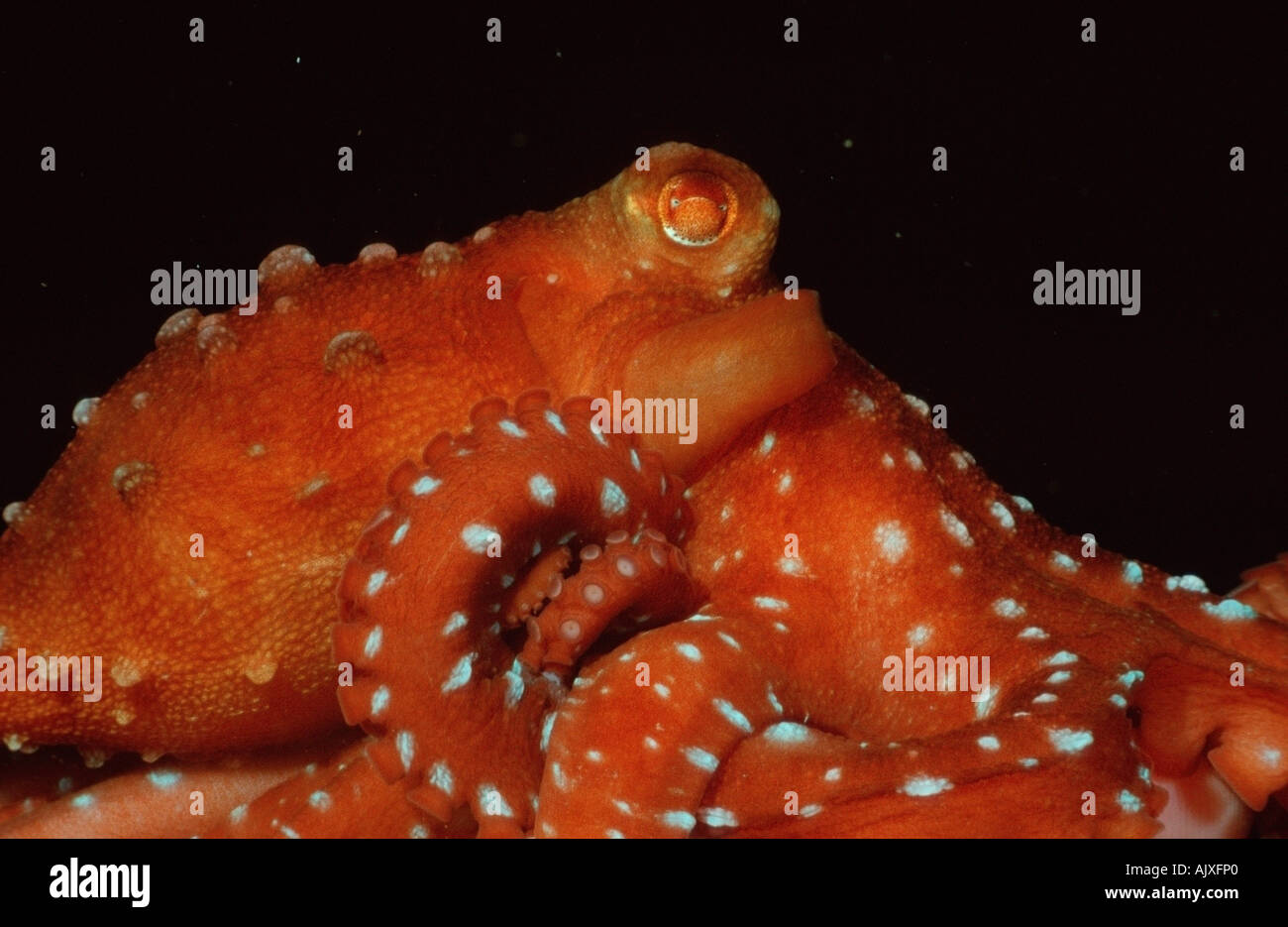 Long-armed Octopus / Grass Octopus Stock Photo - Alamy
