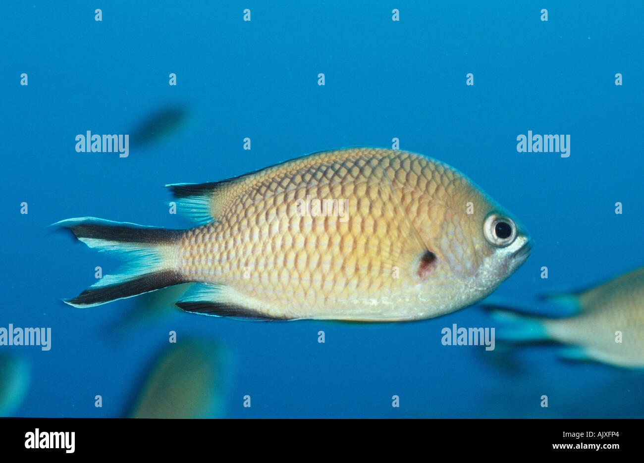 Atlantic damselfish hi-res stock photography and images - Alamy