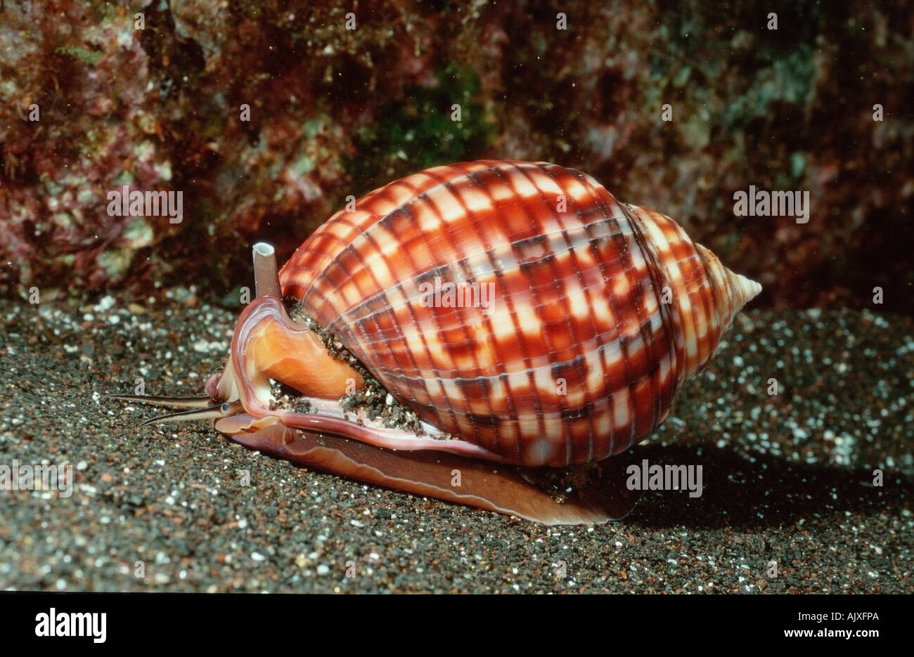 Side bonnet hi-res stock photography and images - Alamy