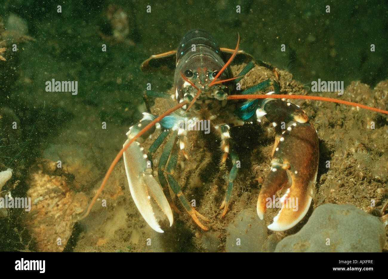 Common Lobster / European Clawed Lobster Stock Photo - Alamy