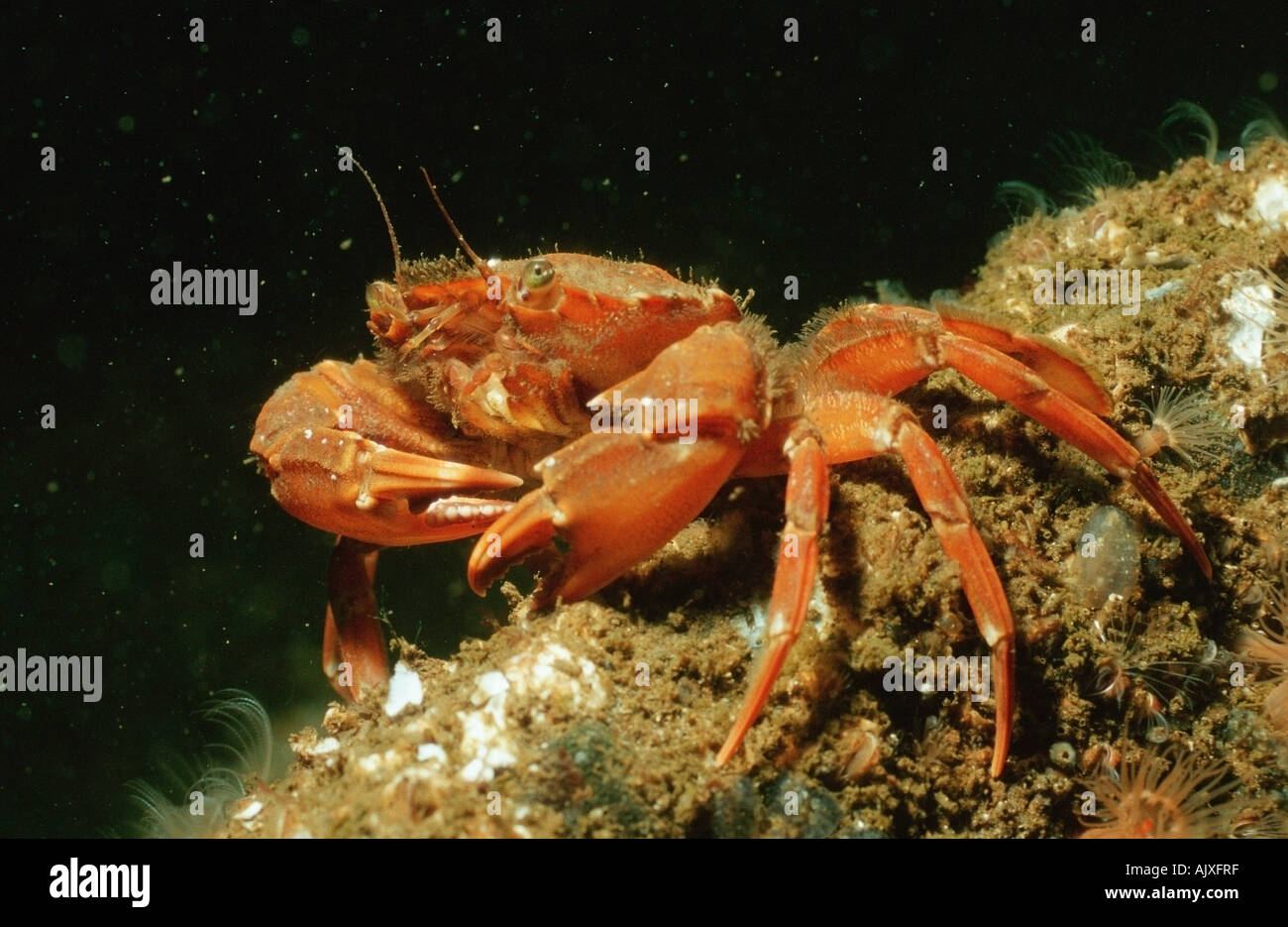 North atlantic shore crab hi-res stock photography and images - Alamy