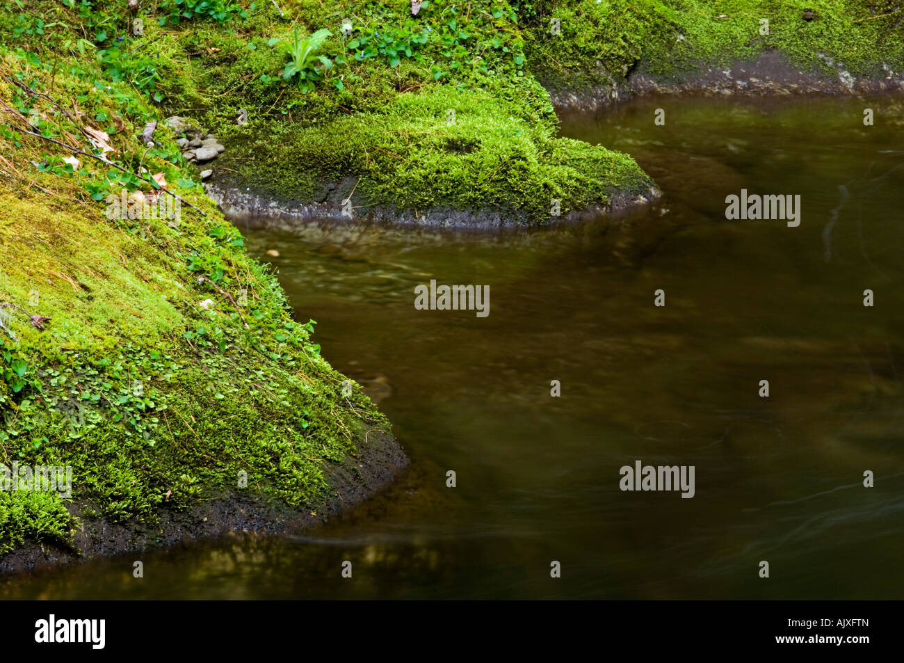 Mossy banks of small woodland stream, Great Smoky Mountains National ...