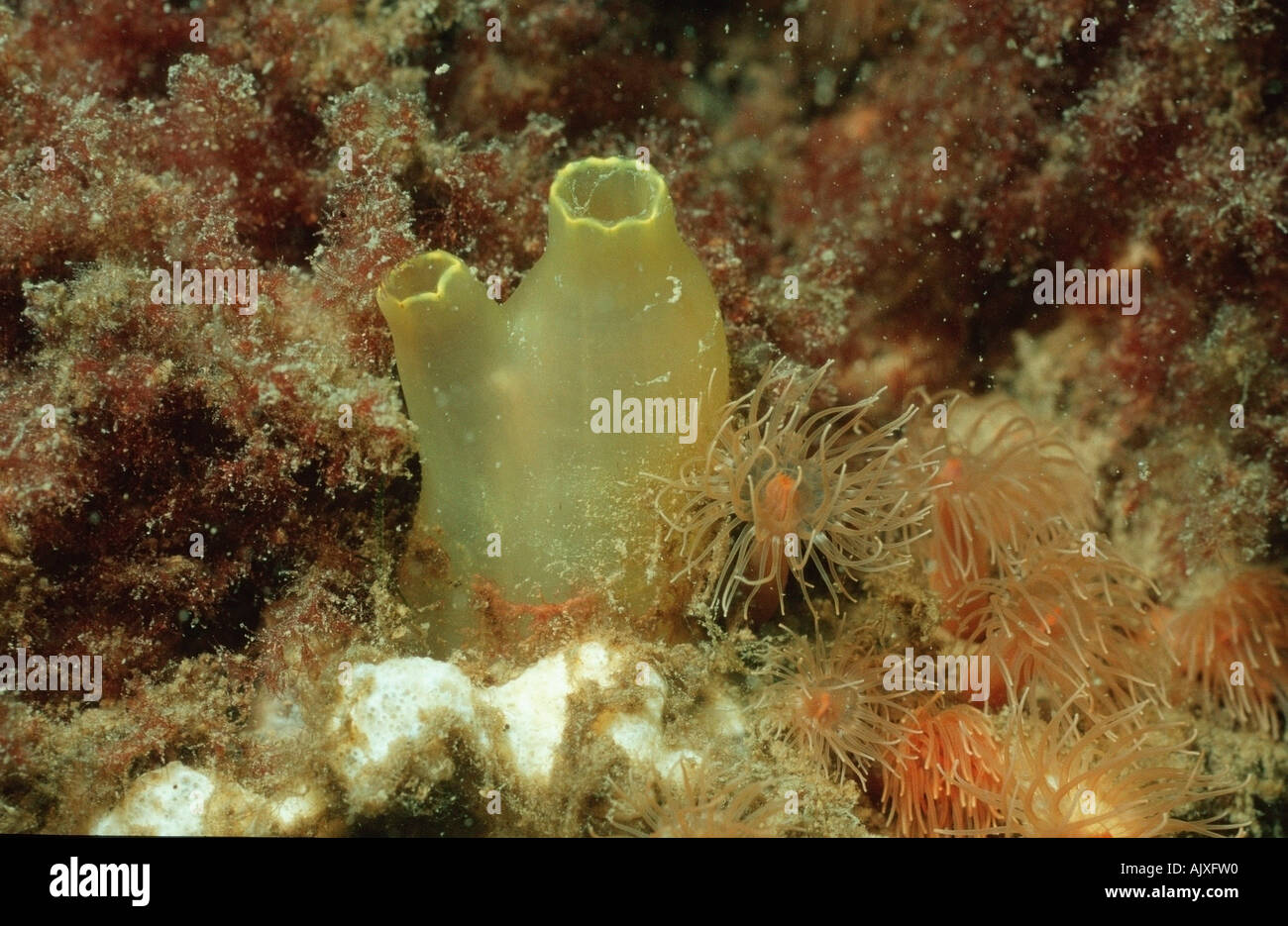Ciona Intestinalis High Resolution Stock Photography and Images - Alamy