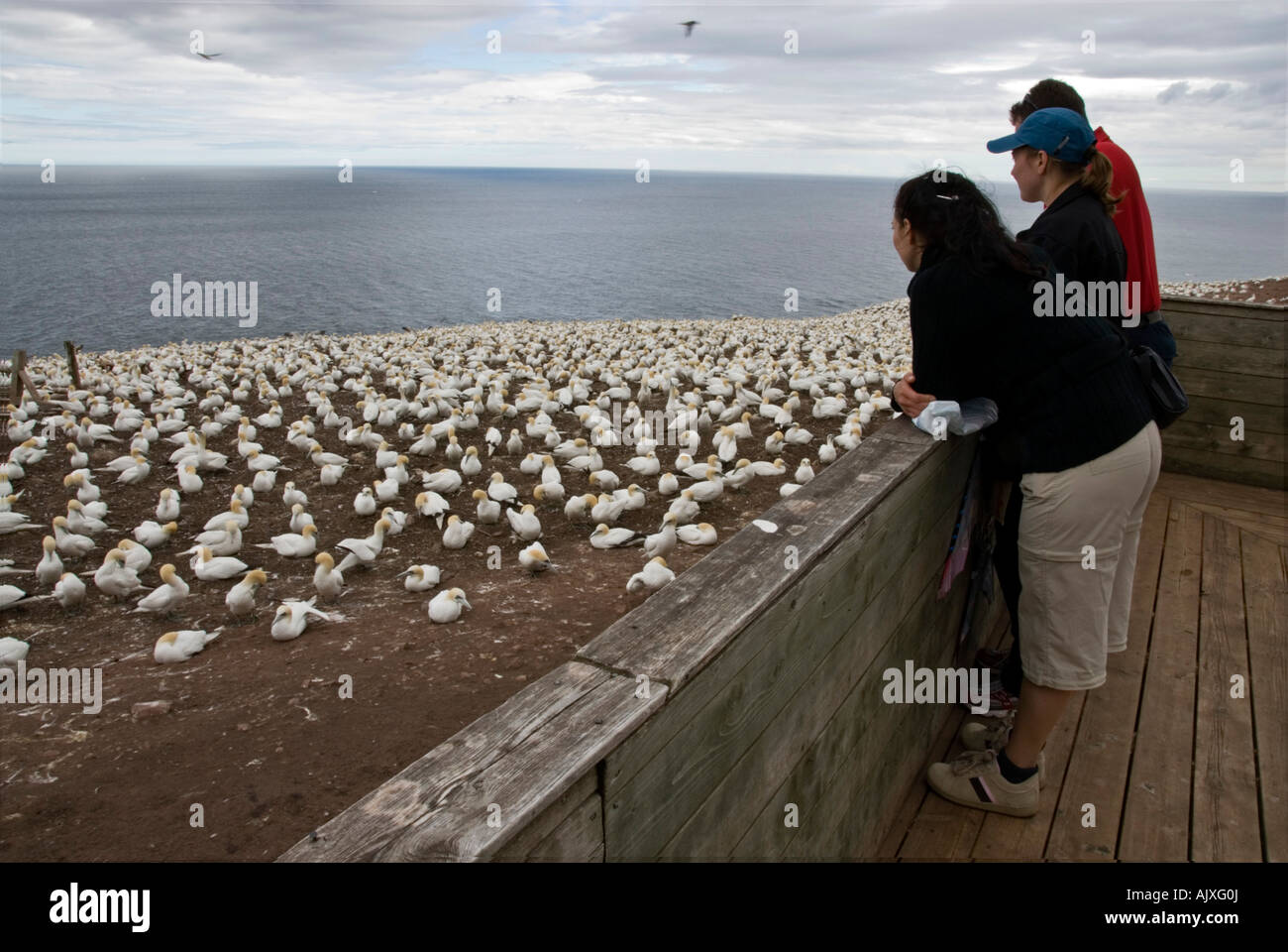 Tourists observing gannet colonies on Ile Bonaventure Parc National Ile ...