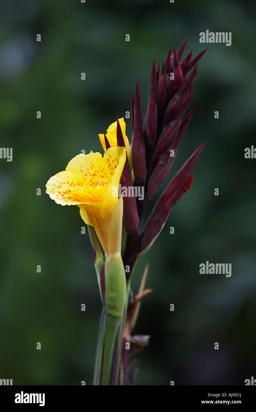 Canna cleopatra lily flower hi-res stock photography and images - Alamy