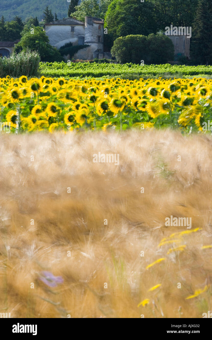 Sunflowers Provence France Stock Photo - Alamy