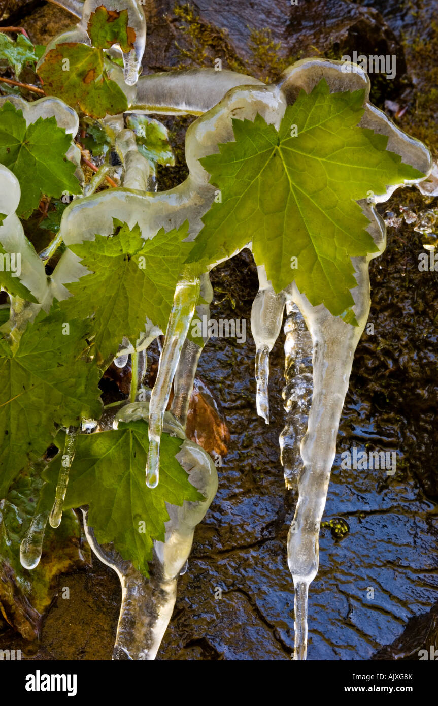 Ice-coated roadside vegetation 'dogwood winter', Great Smoky Mountains ...