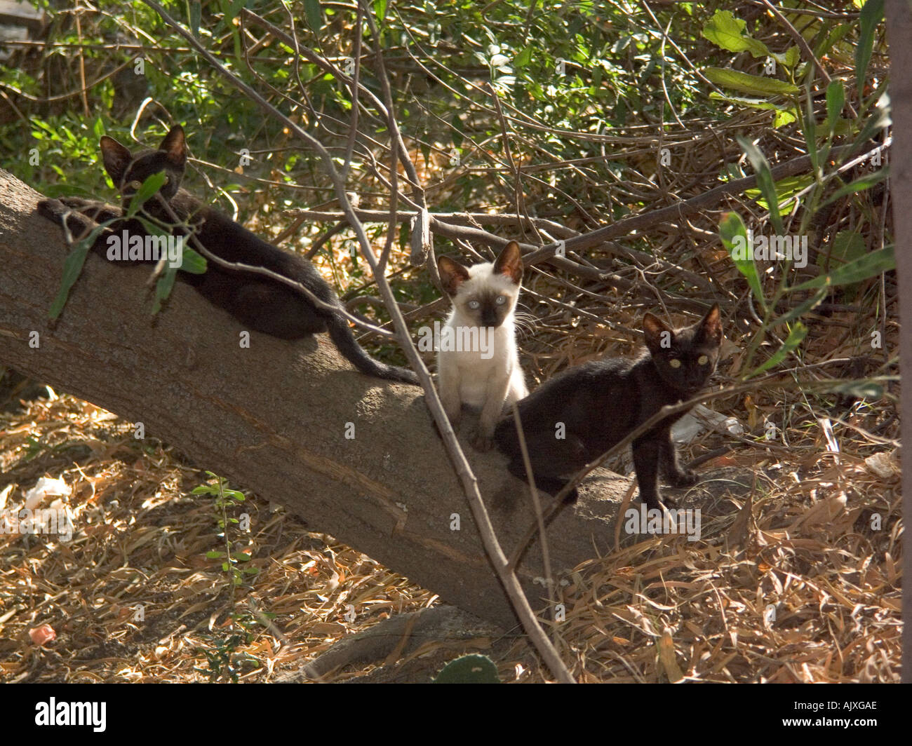 three cute young kitten playing around a tree trunk, dappled shade ...