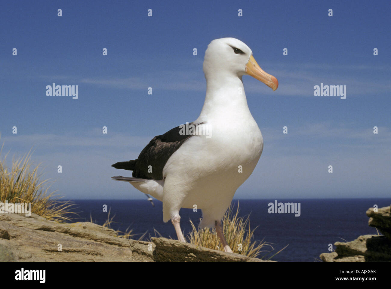 Antarctica, Sub-Antarctic Islands, South Georgia. Black-browned ...
