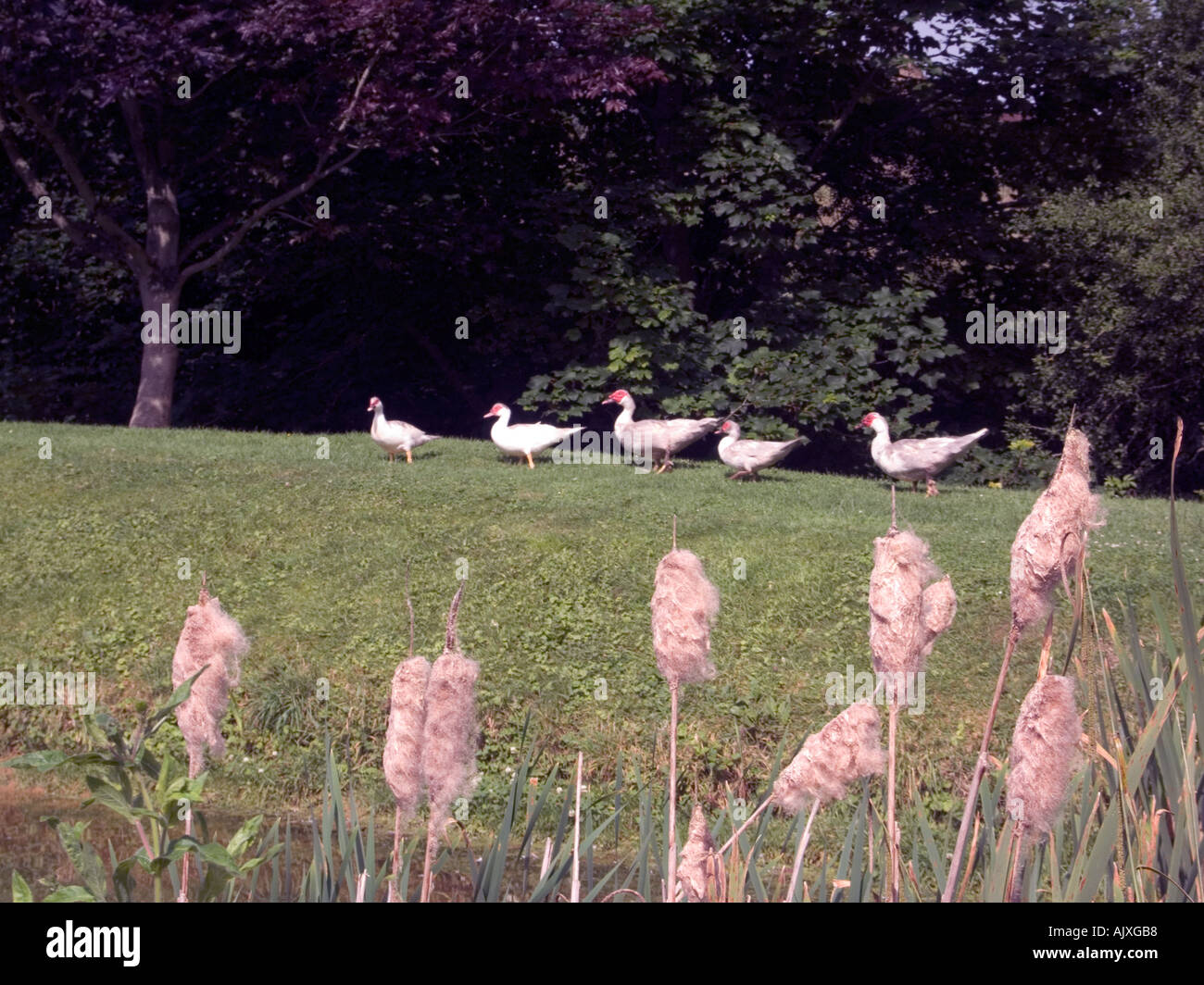 Bulrush or Greater Reedmace and Ducks Stock Photo - Alamy