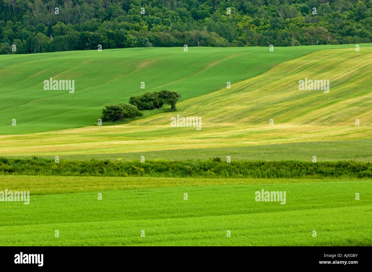 Rolling pastures and newly planted crops, St. Simon, QC Quebec, Canada ...