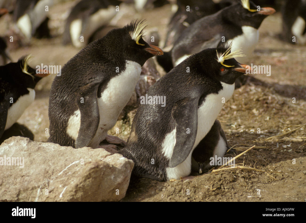 Antarctica, Sub-Antarctic Islands, South Georgia. Rock-hopper Penguin ...